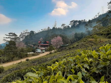Tabakoshi-Rai Homestay,Riverside Tea Village near Mirik - The Weekender