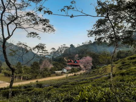 Tabakoshi-Rai Homestay,Riverside Tea Village near Mirik - The Weekender